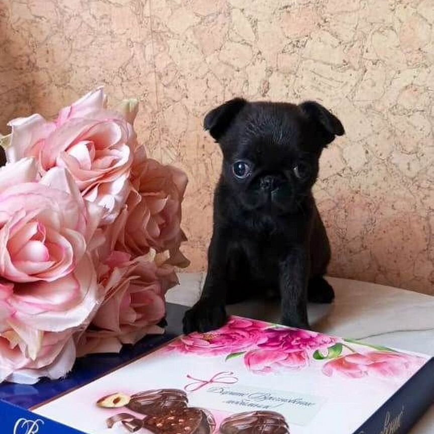 Миниатюрный черный мальчик брабик