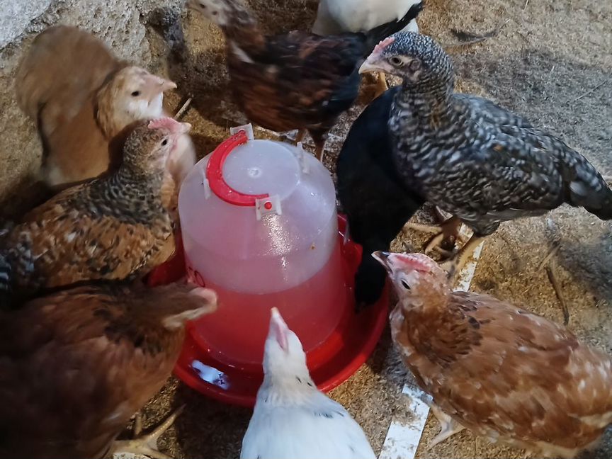 Цыплята подрощенные 2 месяца