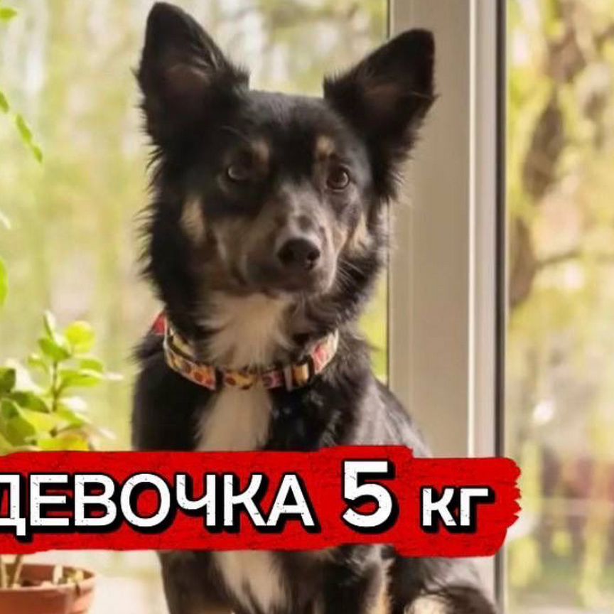 Взрослая собака в добрые руки