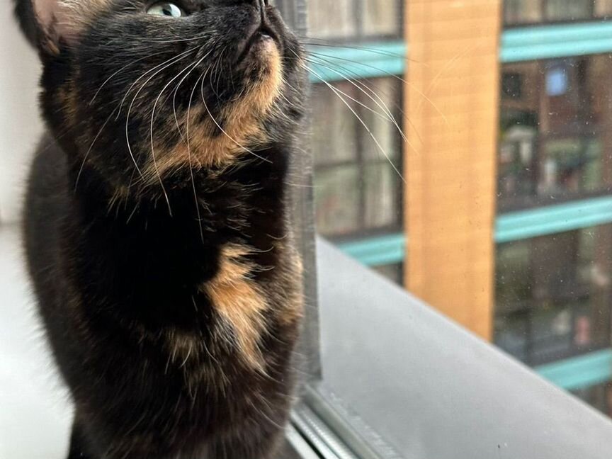 Кошечку выкинули на берег