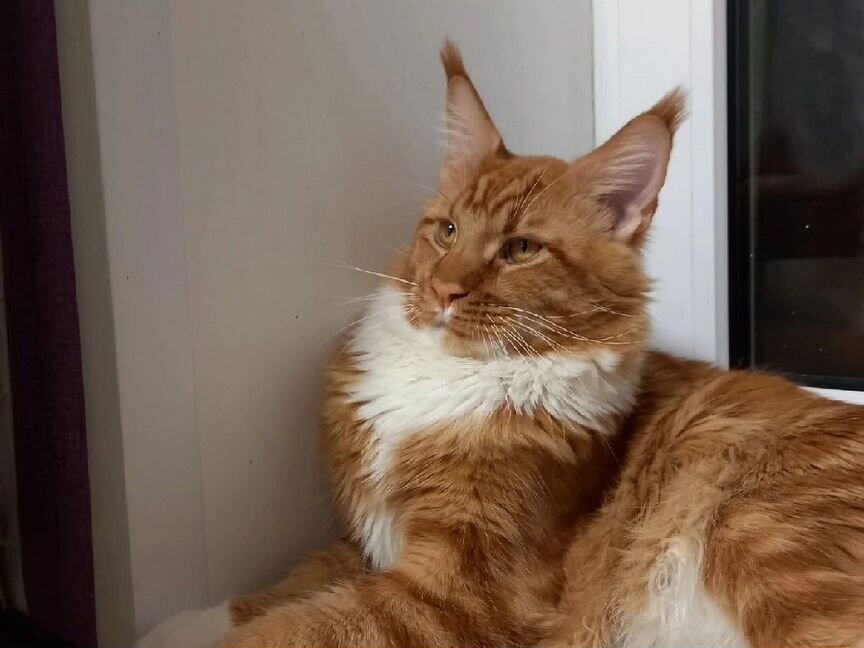 Мейн-кун вязка