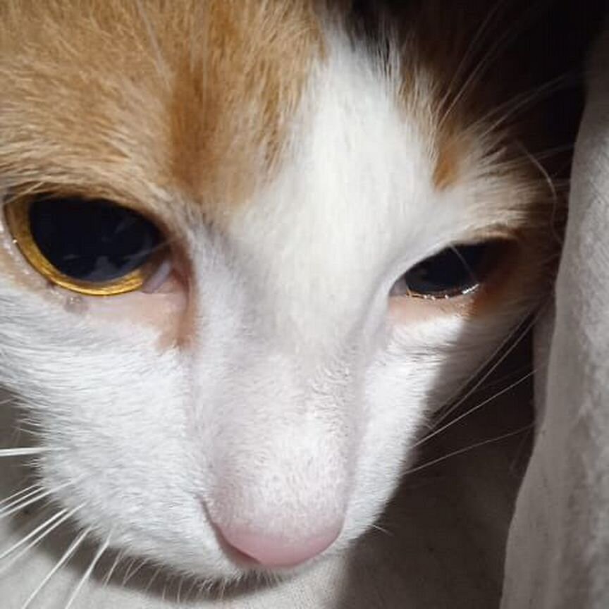 Меня предали