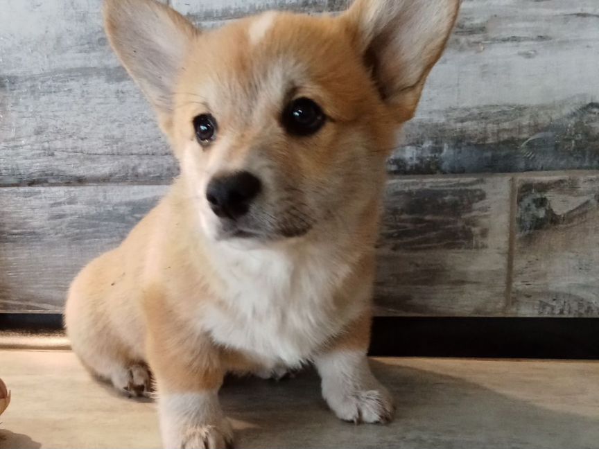 Вельш-корги пемброк