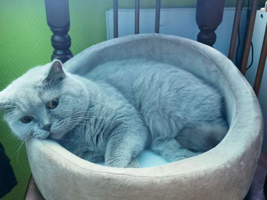 Мягкая лежанка для кота