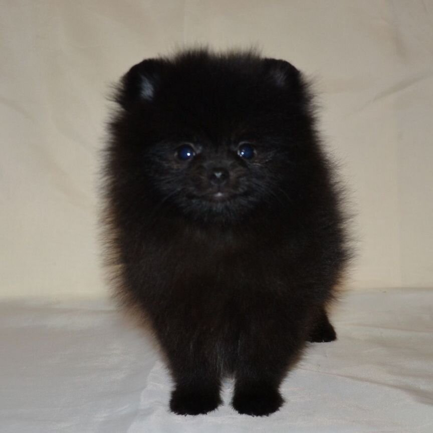 Миниатюрный шпиц померанский