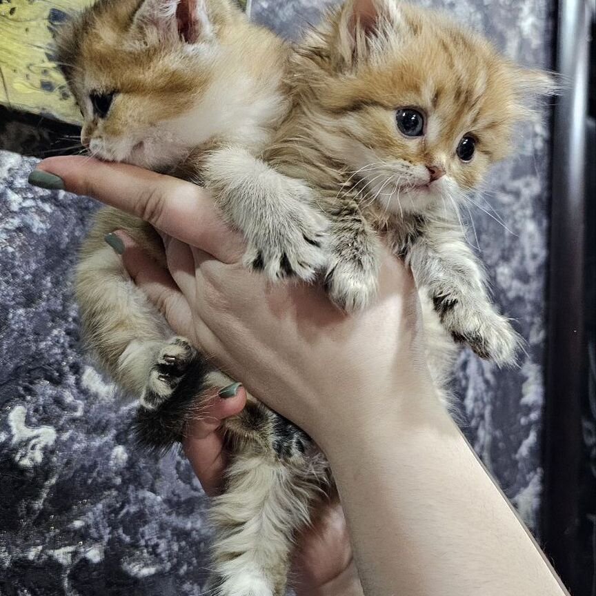 Шотландские дети