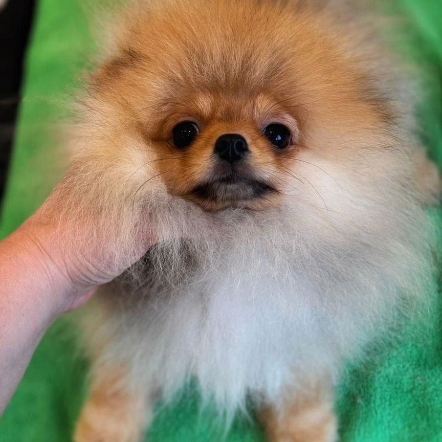 Померанский шпиц медвежьего типа