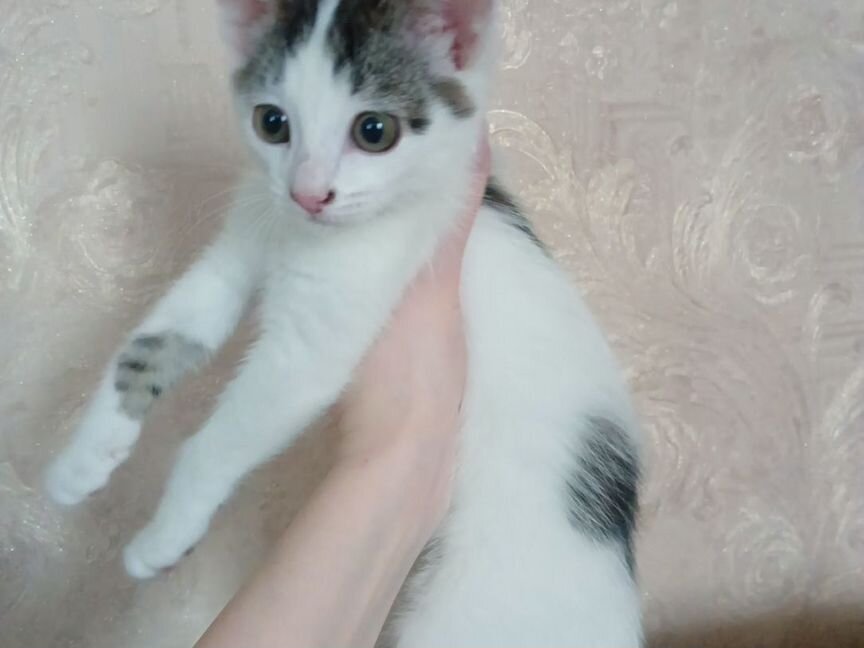 Котенок девочка 3 мес