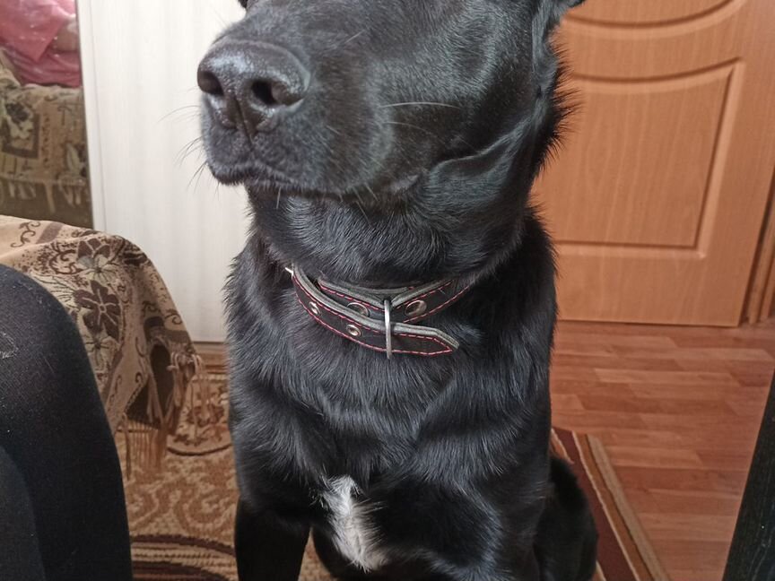 Кобель для вязки