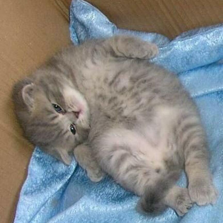 Британский короткошёрстный котёнок