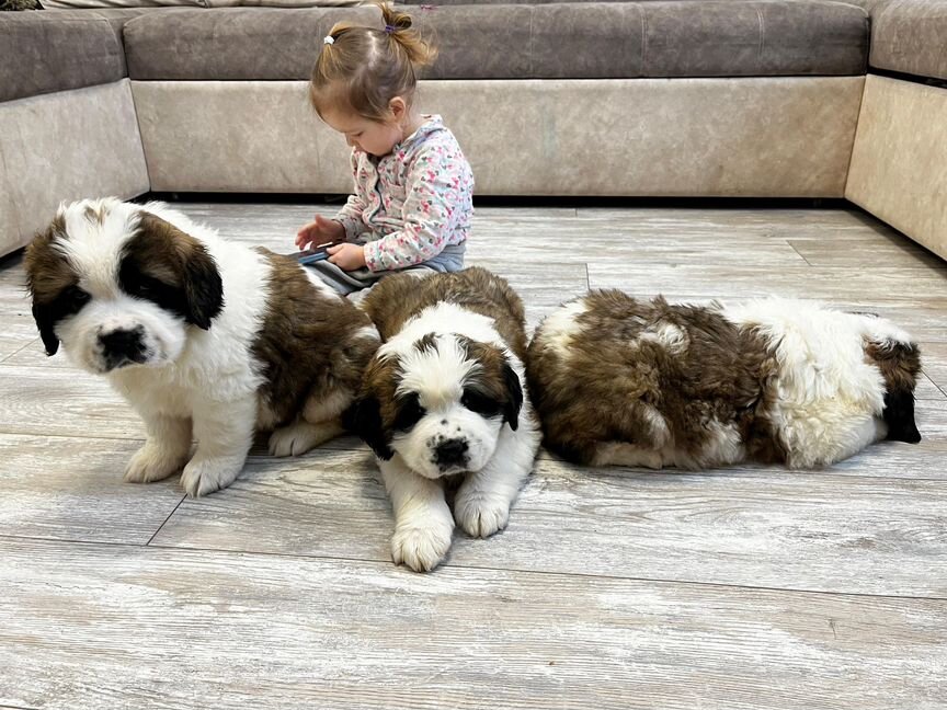 Московская сторожевая щенки