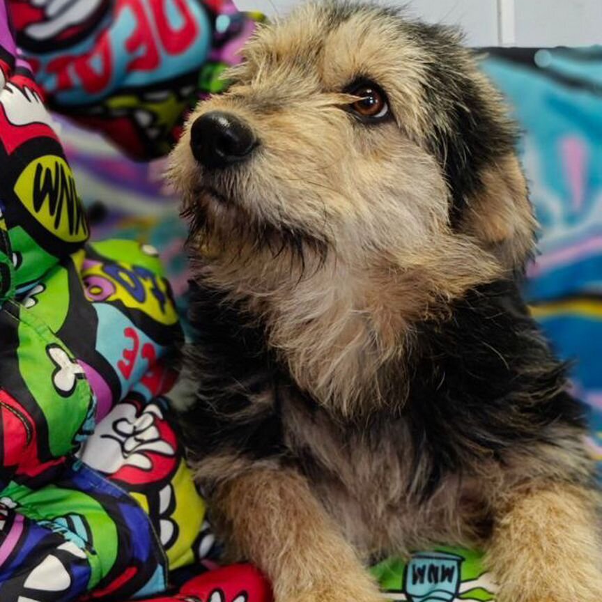 Красивый мальчик коротколапик ищет семью