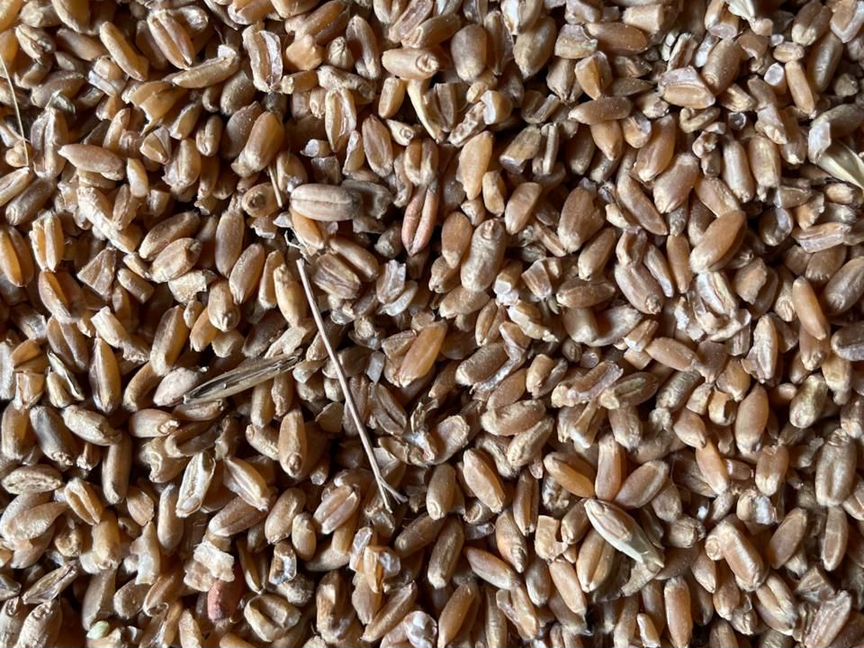Зерно пшеница ячмень