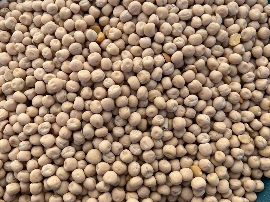 Горох семенной