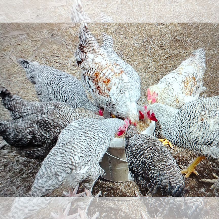 Ливенские ситцевые, мехеленская кукушка. Несушки