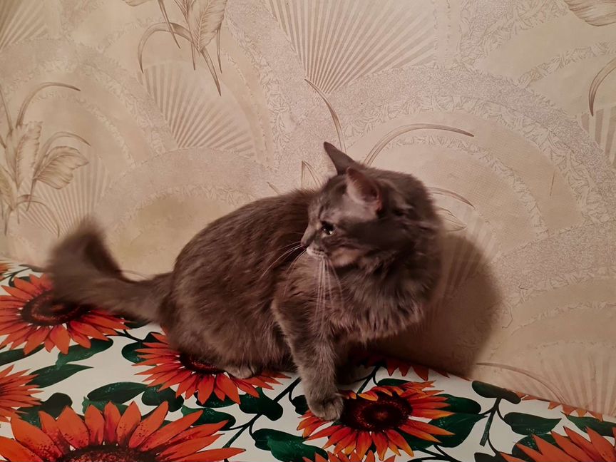 Кошки в добрые руки бесплатно
