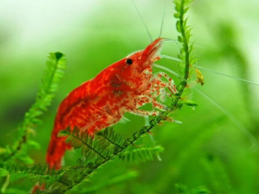 Аквариумные креветки вишня