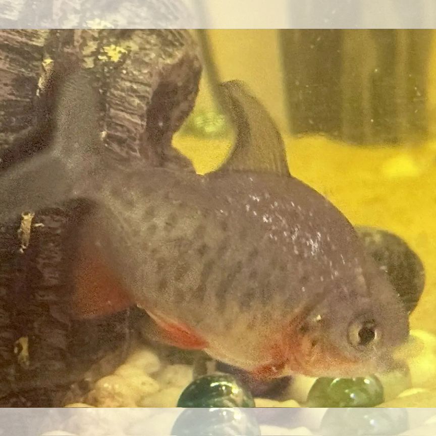 Аквариумные рыбки