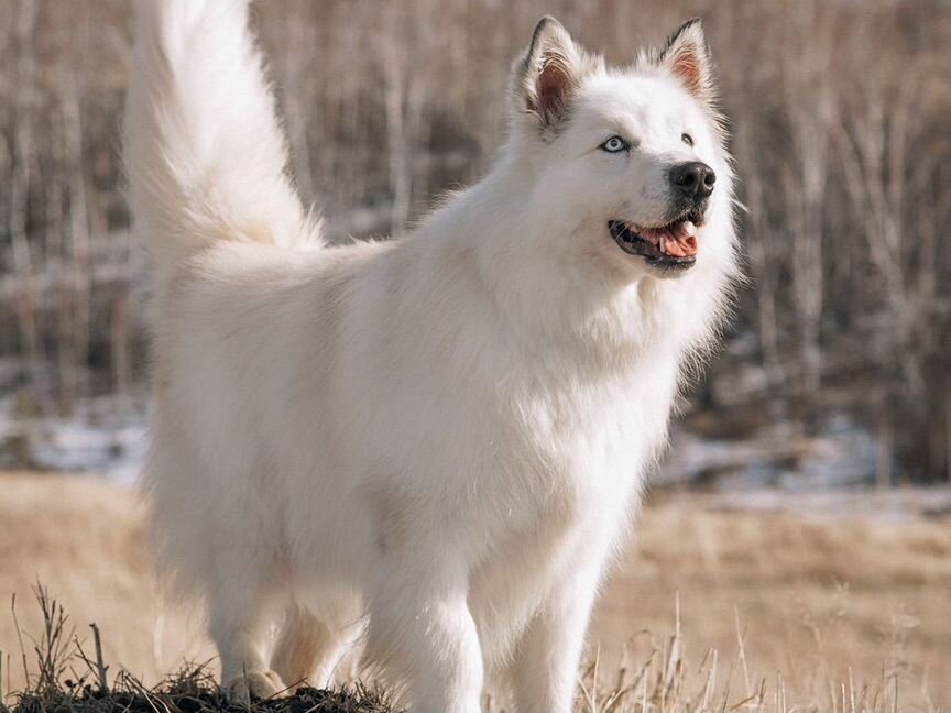 Латте из приюта