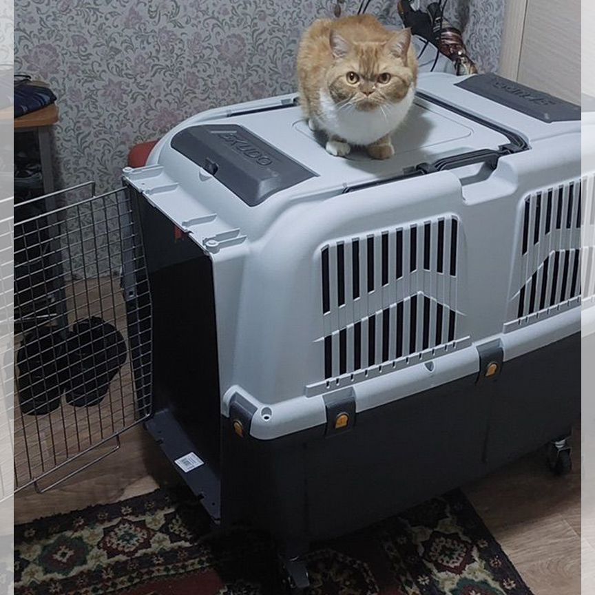 Переноска для собак на колесах