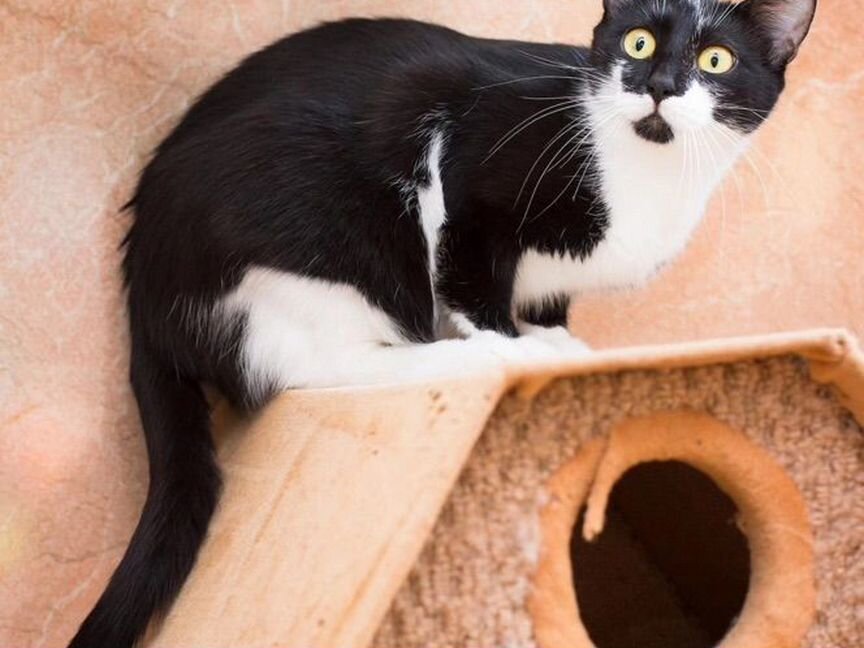 Кошка стерилизованная в добрые руки