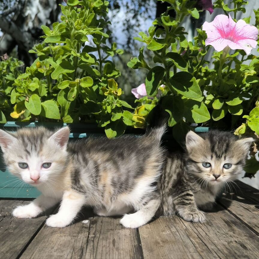 Котята ищут хозяев