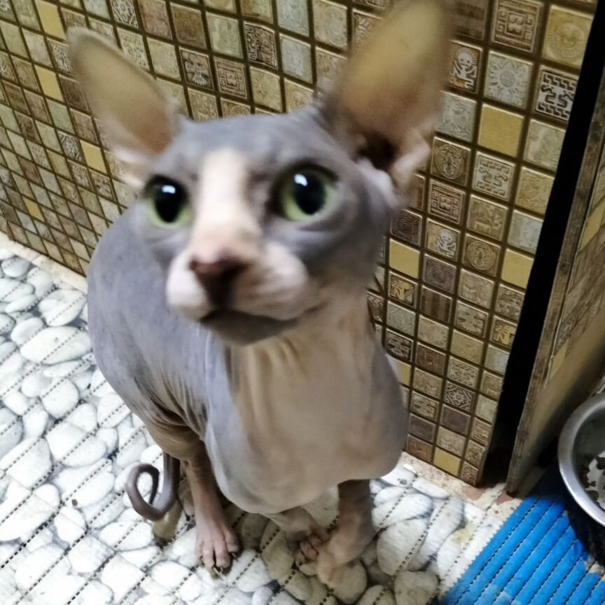 Канадский сфинкс котёнок