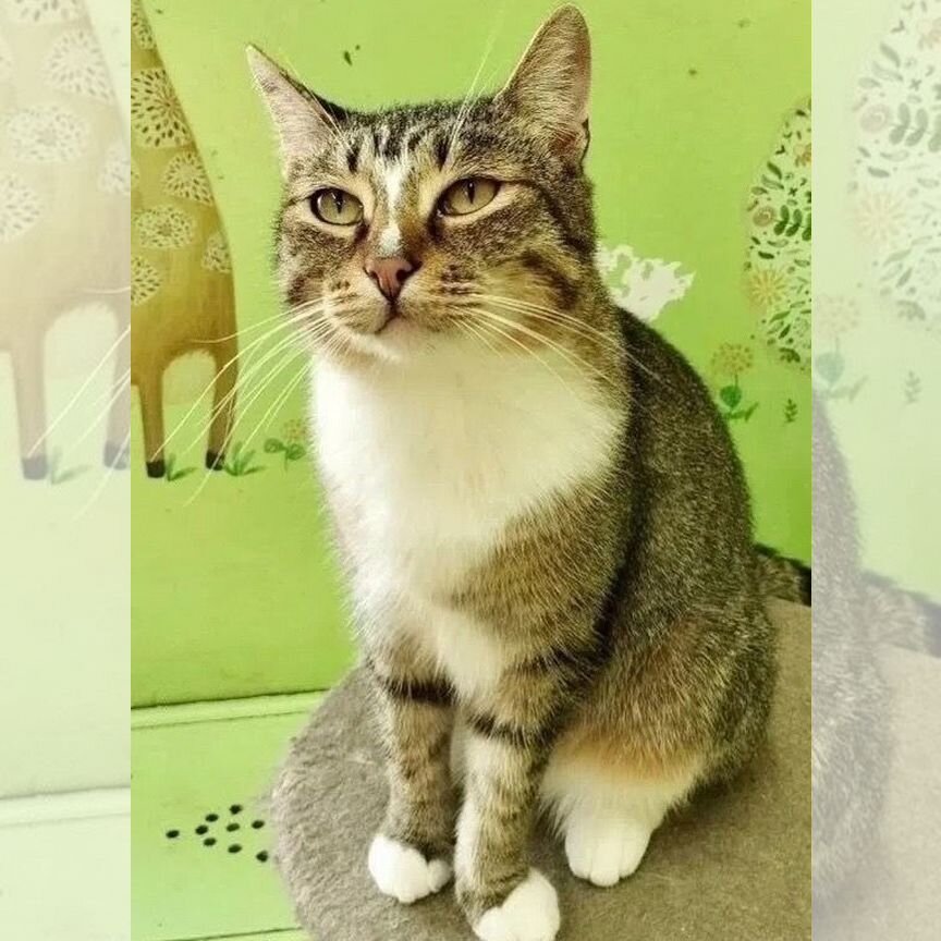 Взрослый кот в добрые руки