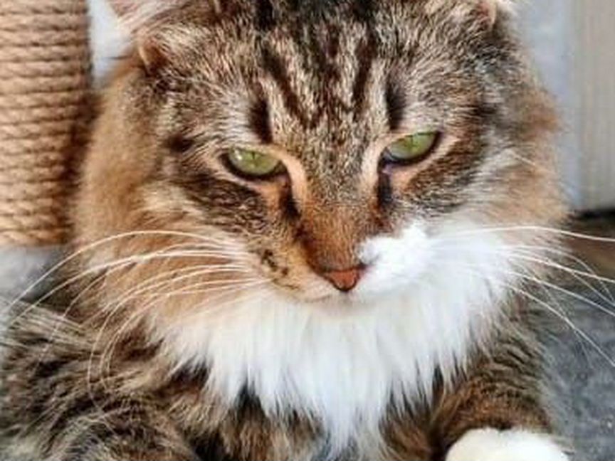 Пушистая лапочка