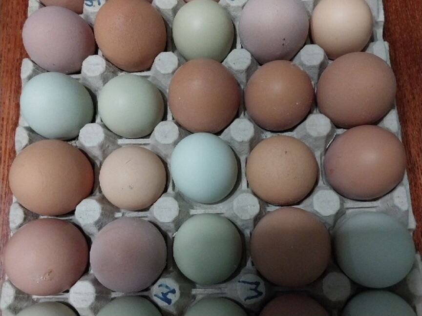 Инкубационное яйцо от поместных кур