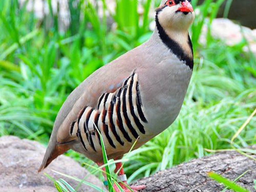 Каменная куропатка