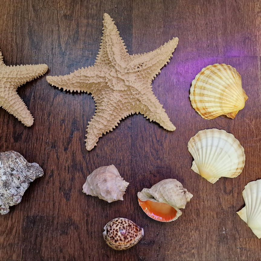 Морские звезды, ракушки