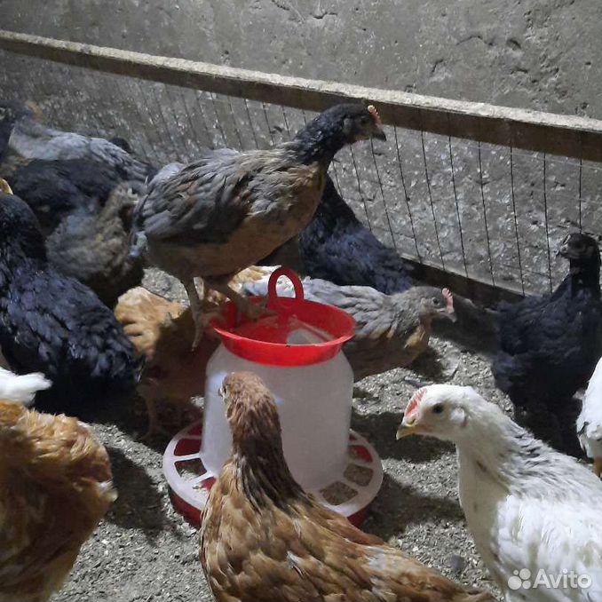 Продажа цыплят несушки