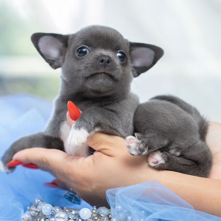 Шикарные щенки Чихуахуа мальчики и девочки