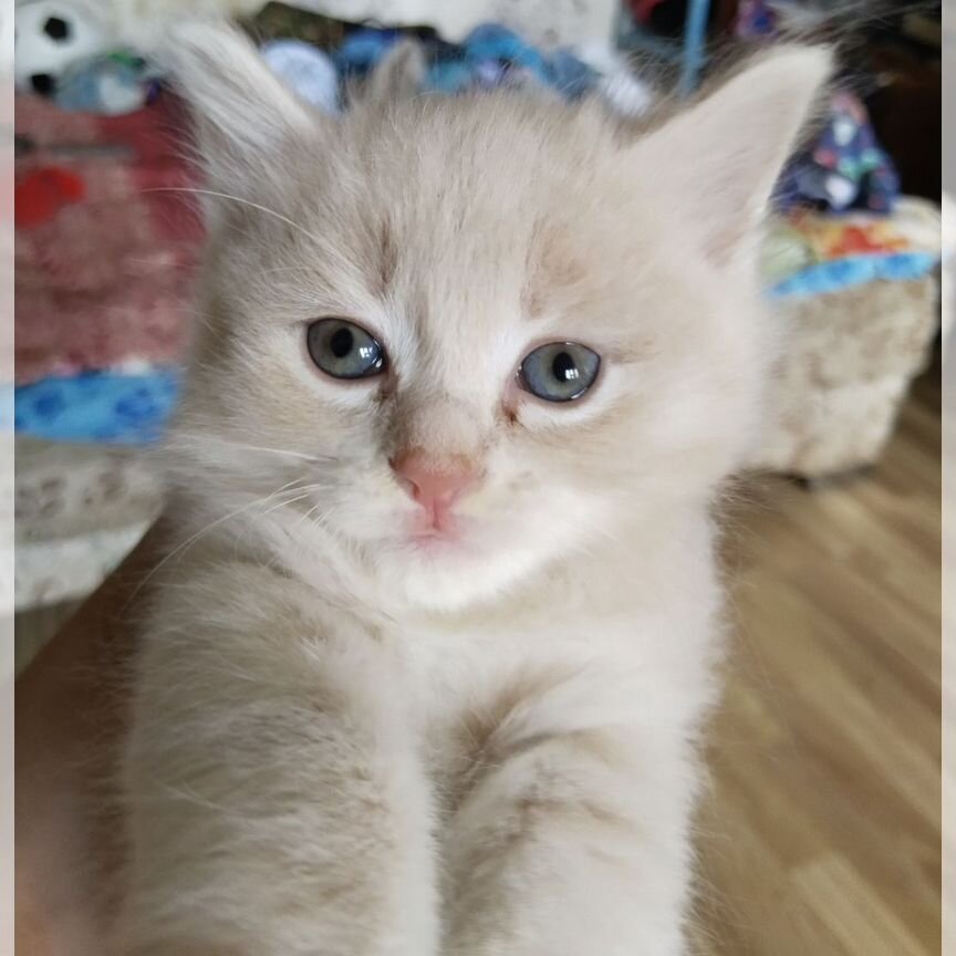 Котёнок от частного владельца