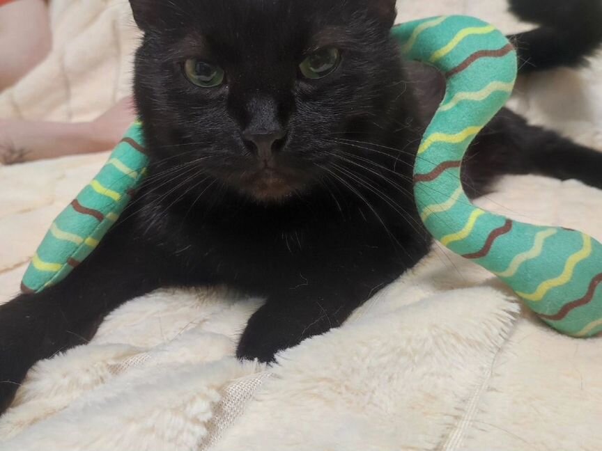 Кот