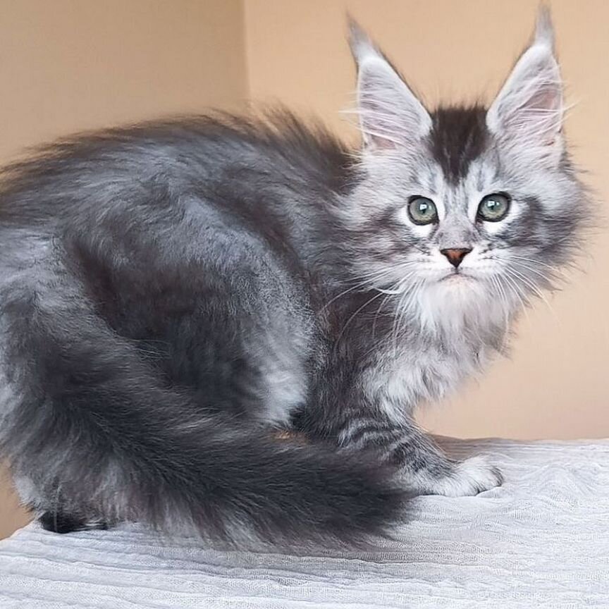 Мейн-кун котёнок