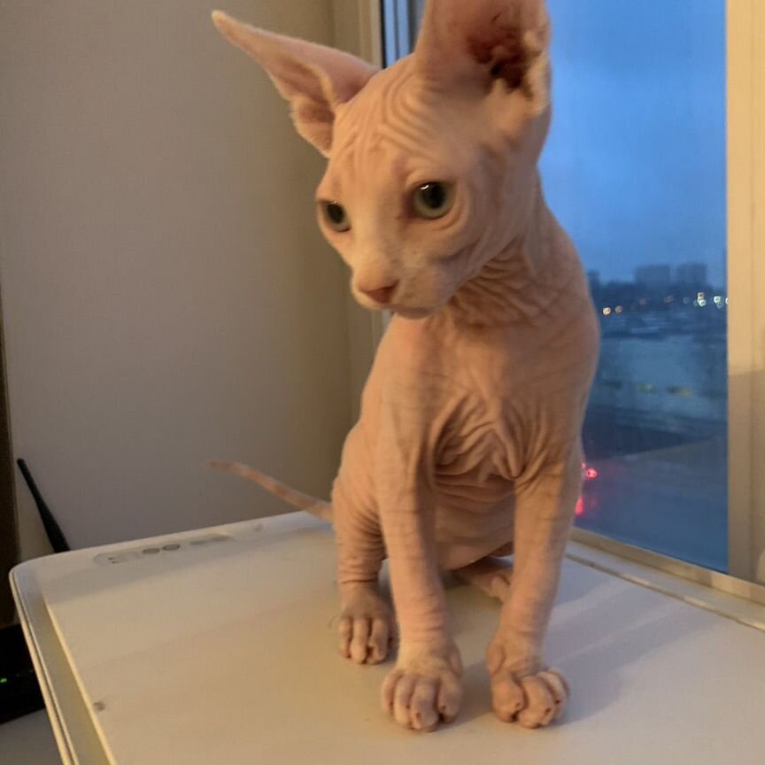 Канадский сфинкс котенок