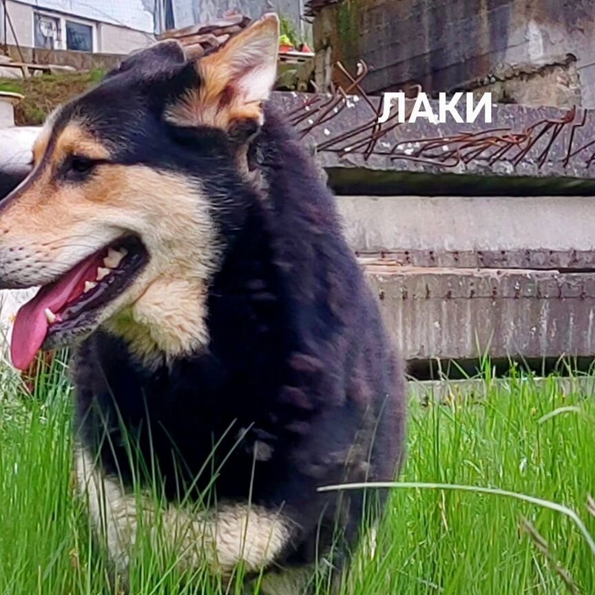 Собака в добрые руки