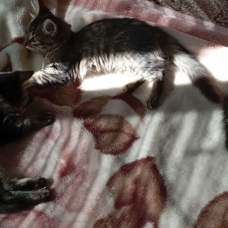 Котята в добрые руки бесплатно