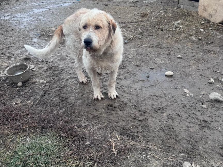 Лучший охранник в добрые руки