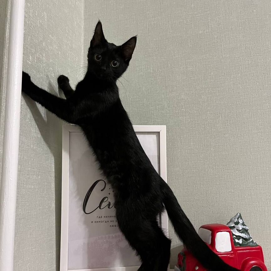 Котёнок Черри чёрная девочка в добрые руки