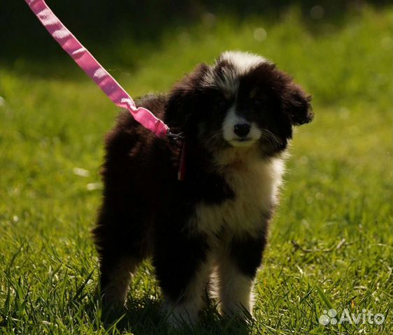 Куколка ищет дом и семью