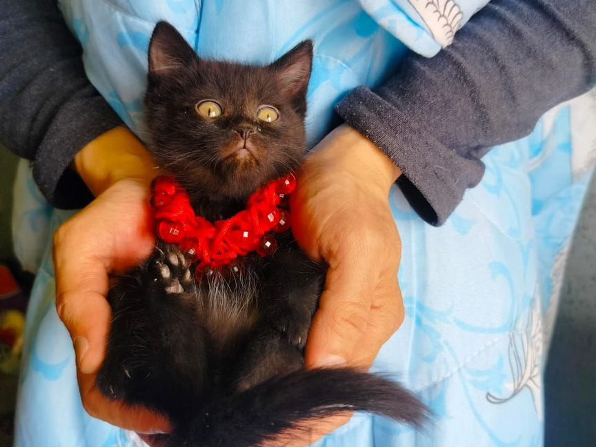 Котёнок зайчонок