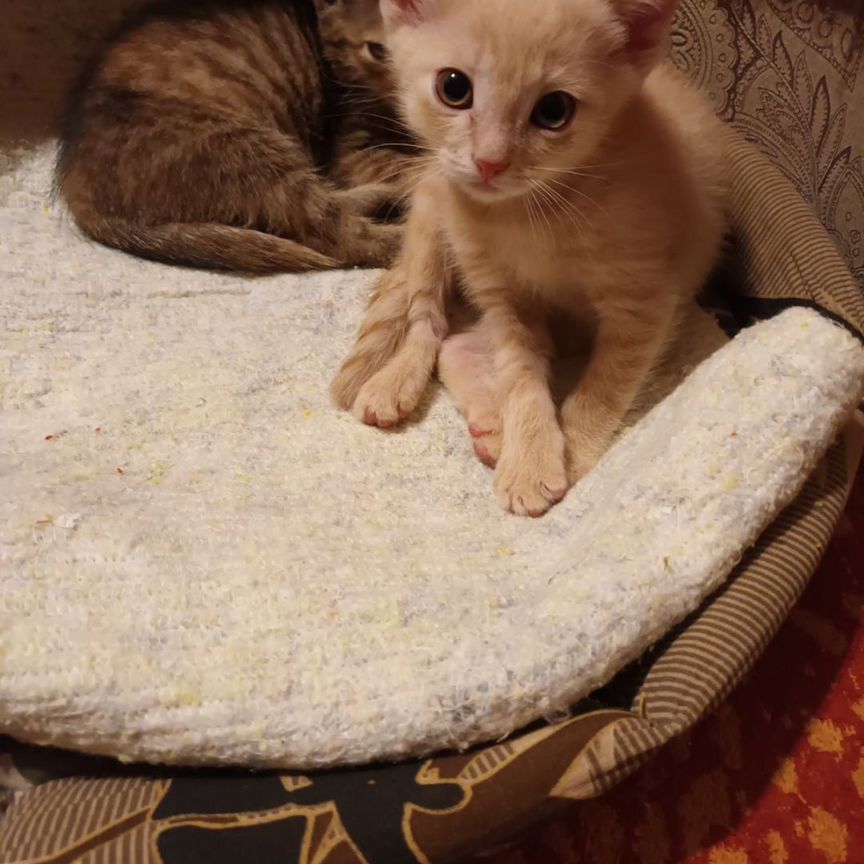 Котята в добрые руки