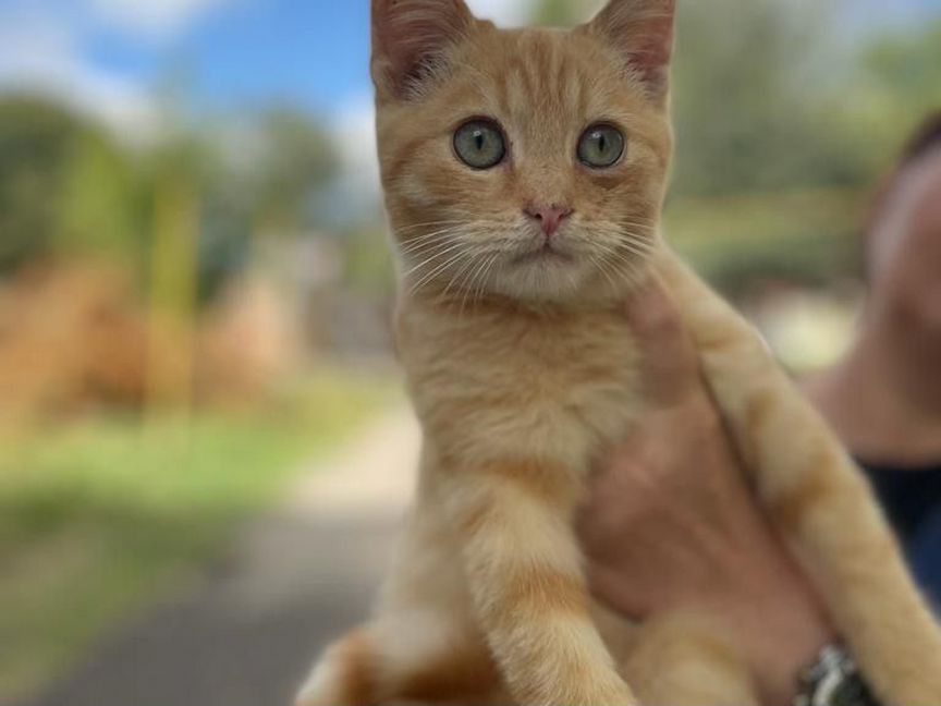 Безпризорный прекрасный мальчик в дар