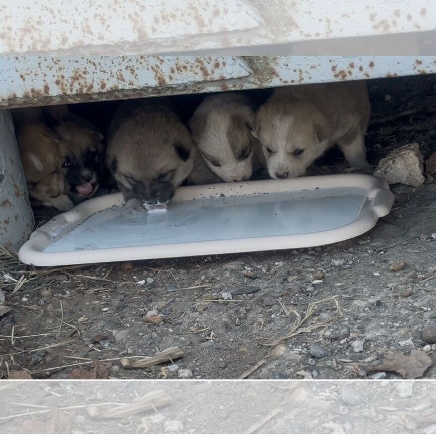 Щенок в добрые руки