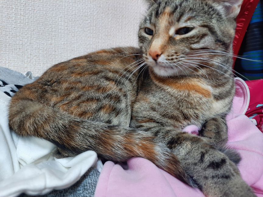 Кошка Глаша в добрые руки