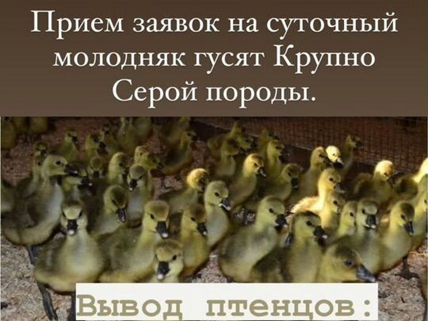 Гусята