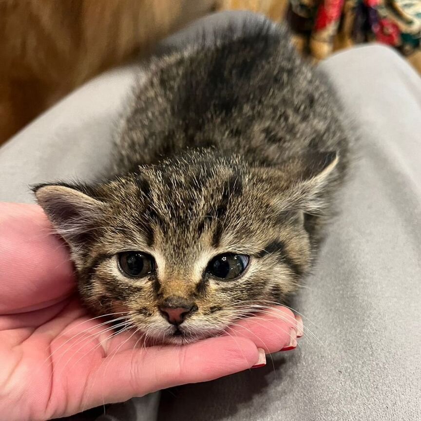 Котёнок в добрые руки